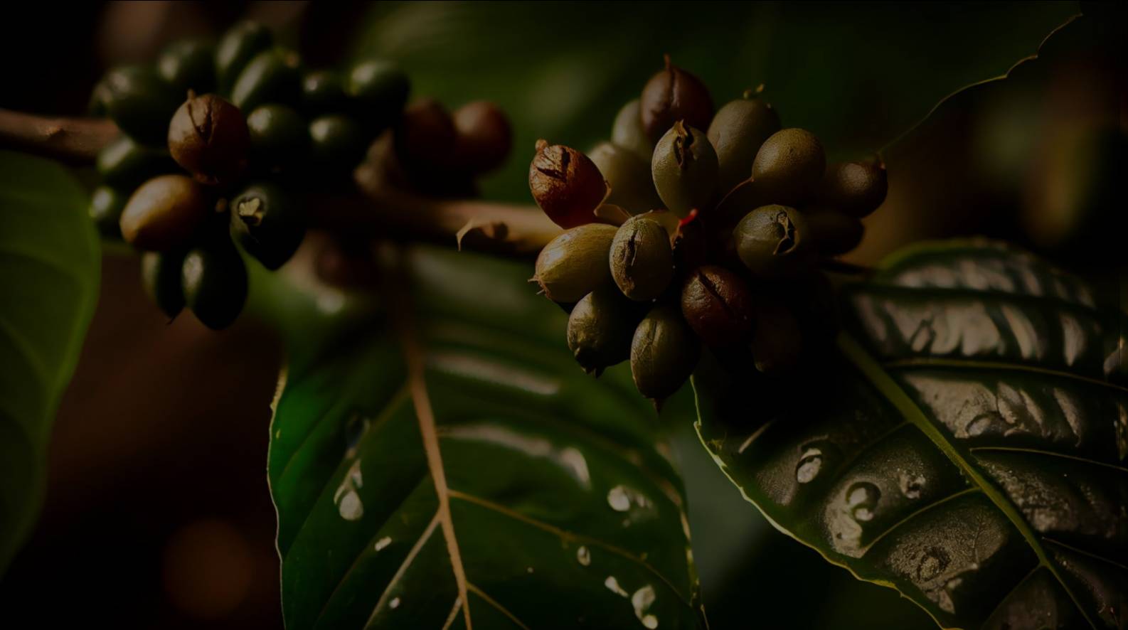 Coffee Products Online Store | Premium Coffee Beans Online - Wired Cof ...